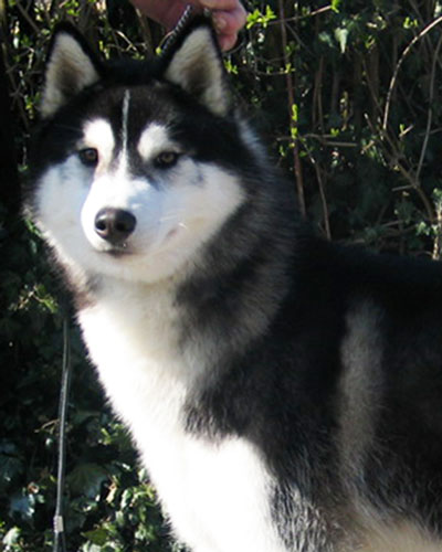 Siberian Husky Marook Ravine [Marook Ravine Fernando Torres]
