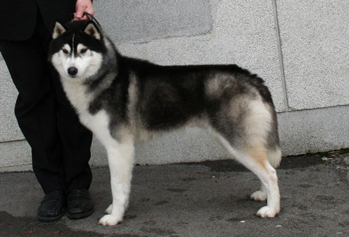 Siberian Husky Marook Ravine [Marook Ravine Fernando Torres]