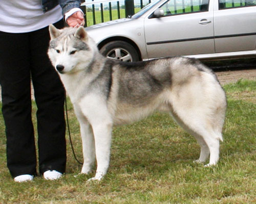 Siberian Husky Marook Ravine [Marook Ravine Dominic Purcell]