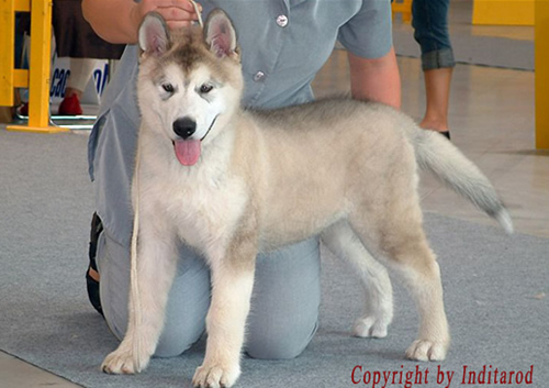 Marook Ravine Alaskan Malamute [Northern Warrior Inditarod]