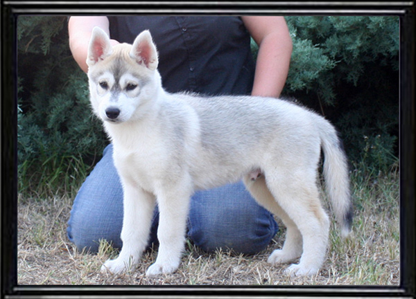 Siberian Husky Marook Ravine [Champion des garrigues du loup du canebas]