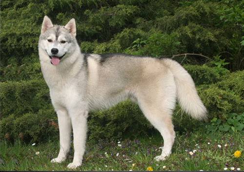 Siberian Husky Marook Ravine [Champion des garrigues du loup du canebas]