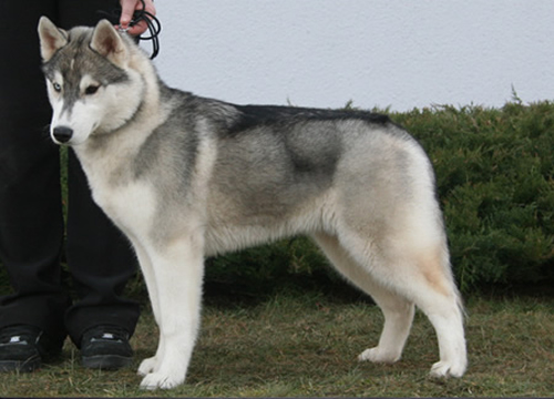 Siberian Husky Marook Ravine Welpen D Wurf